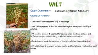diseases of gram and lentils.pdf