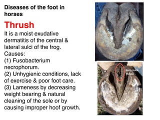11 diseases of musculoskeletal system ) part 2) | PDF