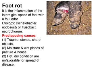 11 diseases of musculoskeletal system ) part 2) | PPT
