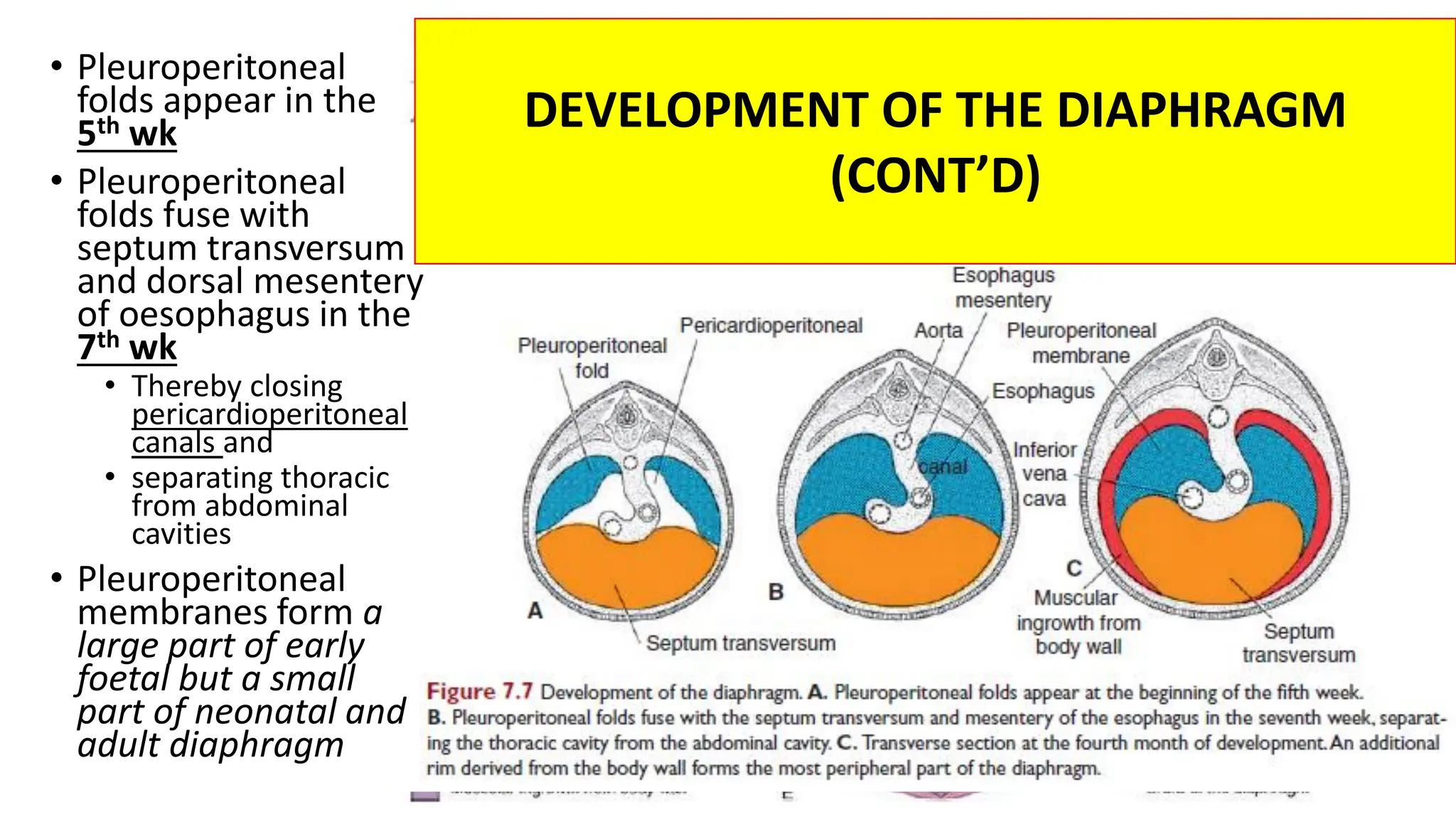 respiratorysy11_Dvt of the Diaphragm.pdf