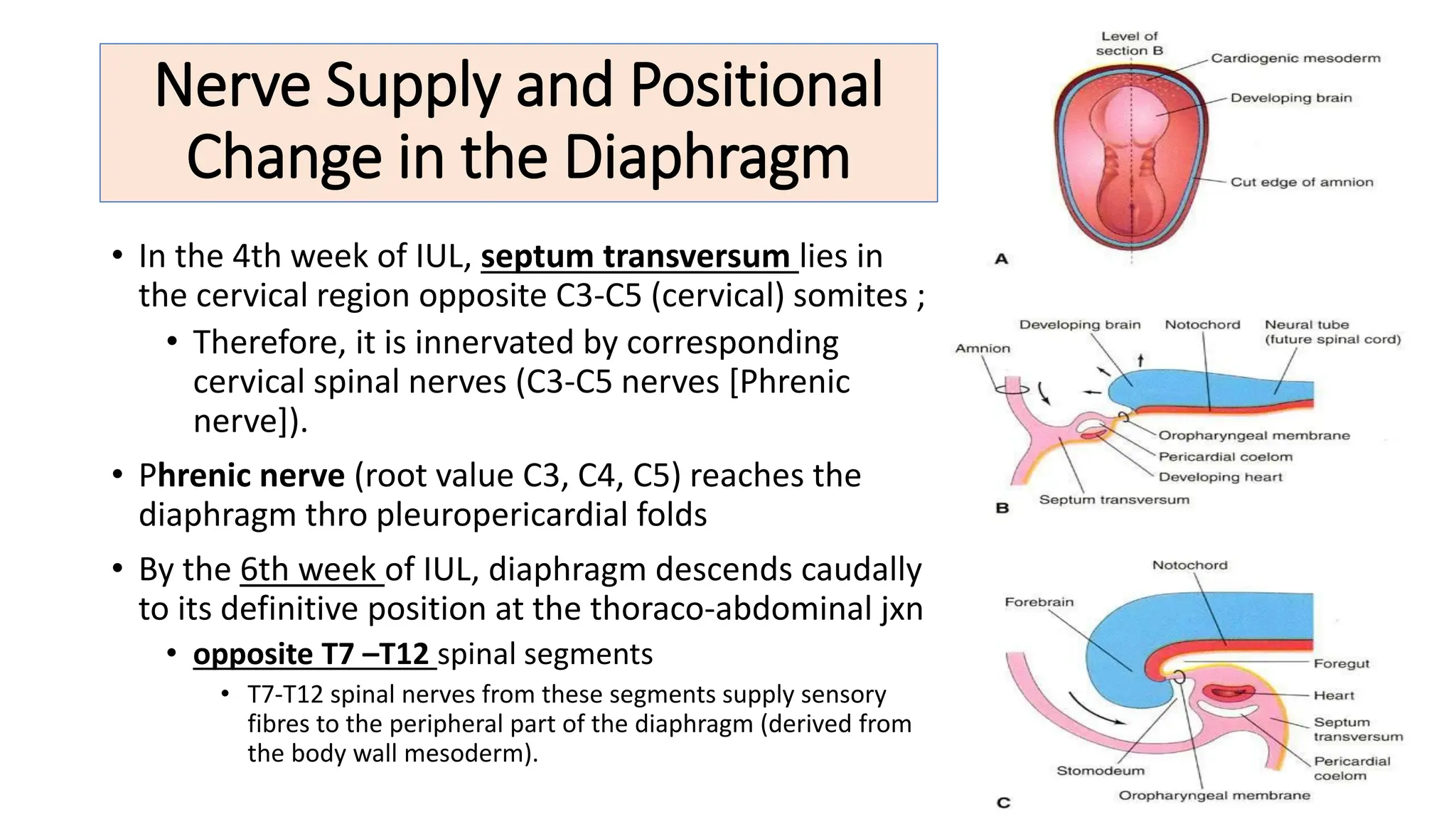 respiratorysy11_Dvt of the Diaphragm.pdf
