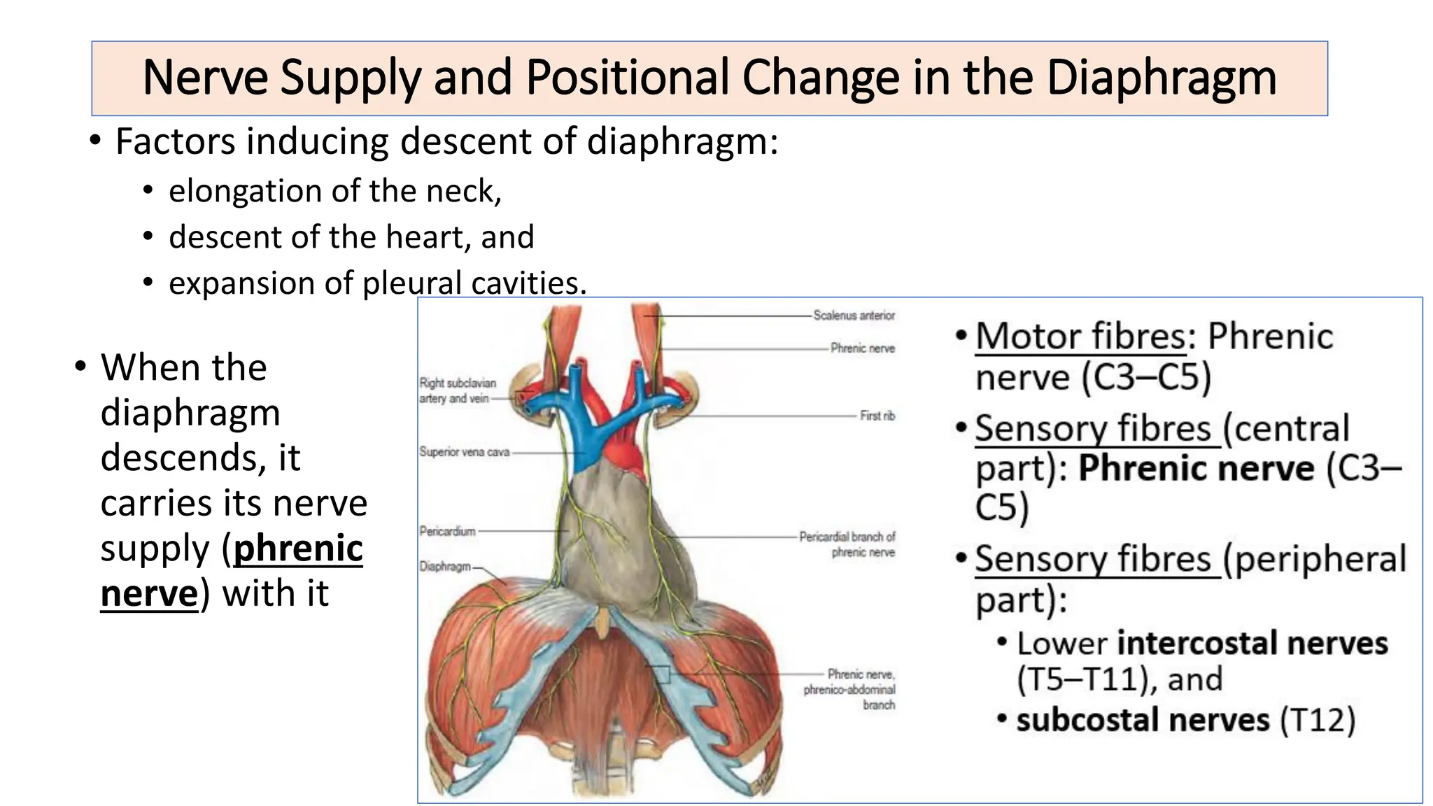 respiratorysy11_Dvt of the Diaphragm.pdf