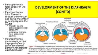 respiratorysy11_Dvt of the Diaphragm.pdf