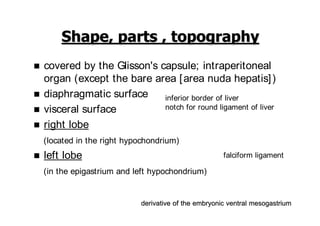 Anatomy of liver | PDF