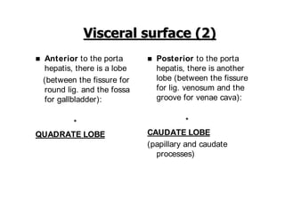 Anatomy of liver | PDF