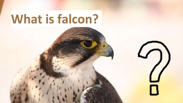 11_English 10_Q2 (Federigo’s Falcon).pptx | Birds | Pets