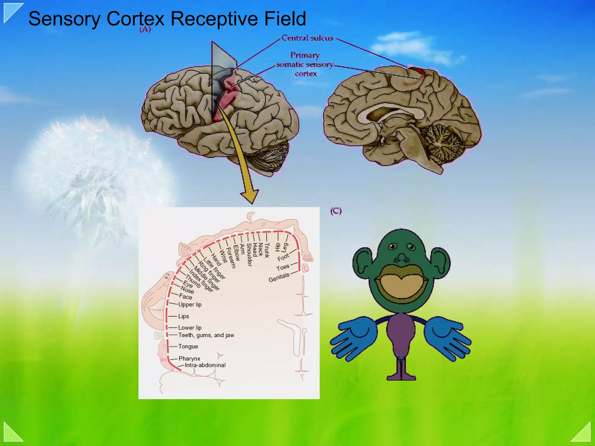 Posterior association cortex | PPT