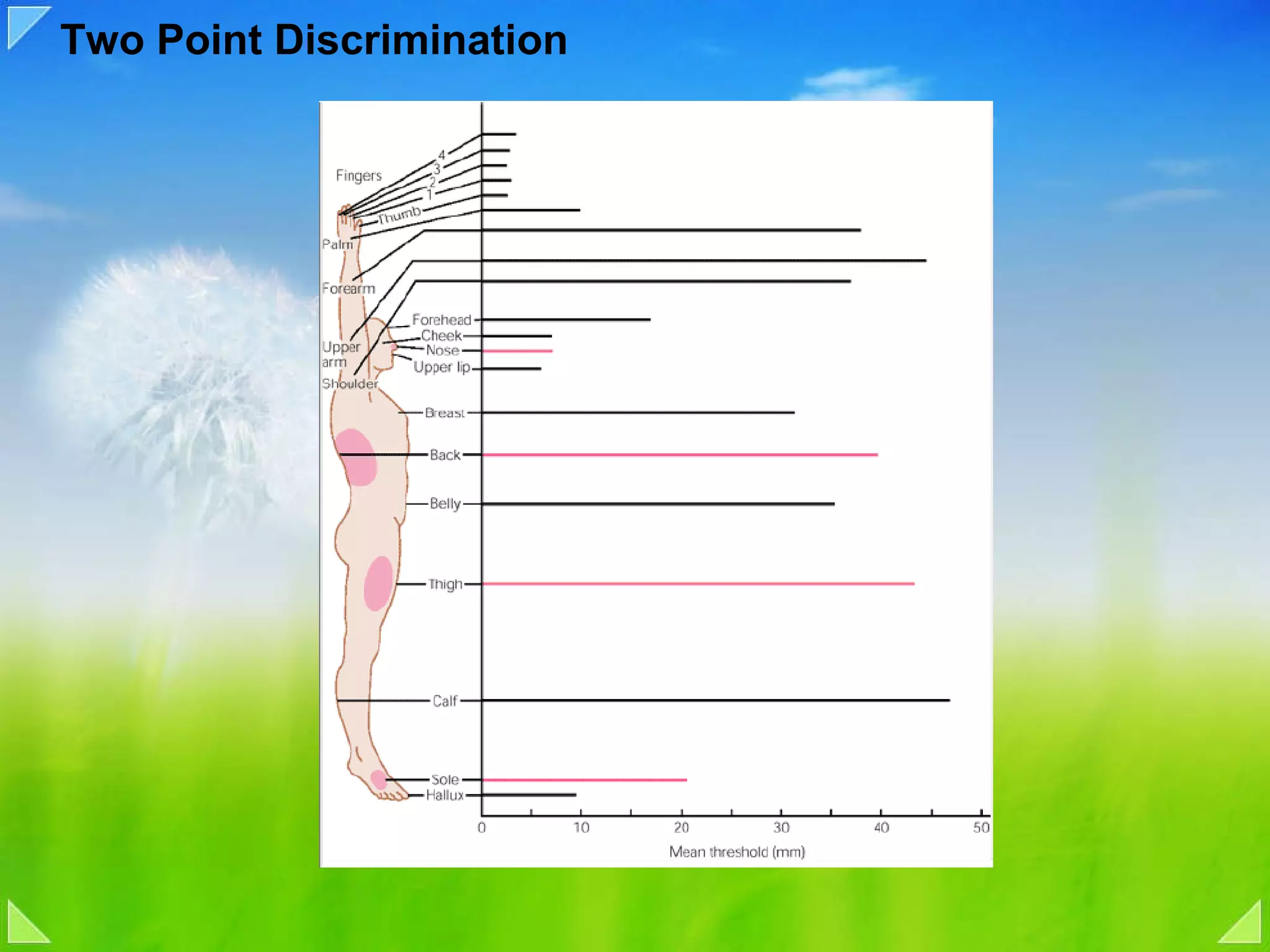 Posterior association cortex | PPT