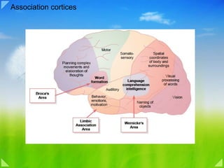 Association Areas Vs Primary