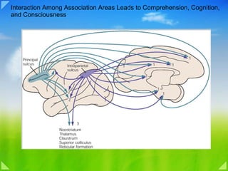 Association Areas Vs Primary