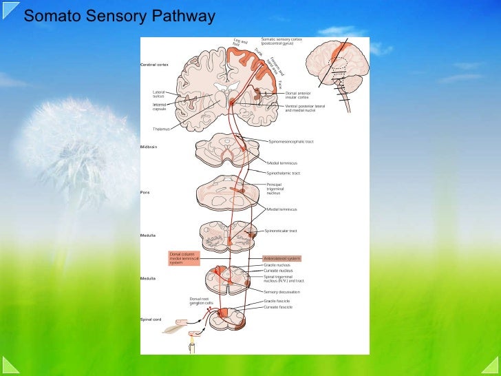 Posterior association cortex