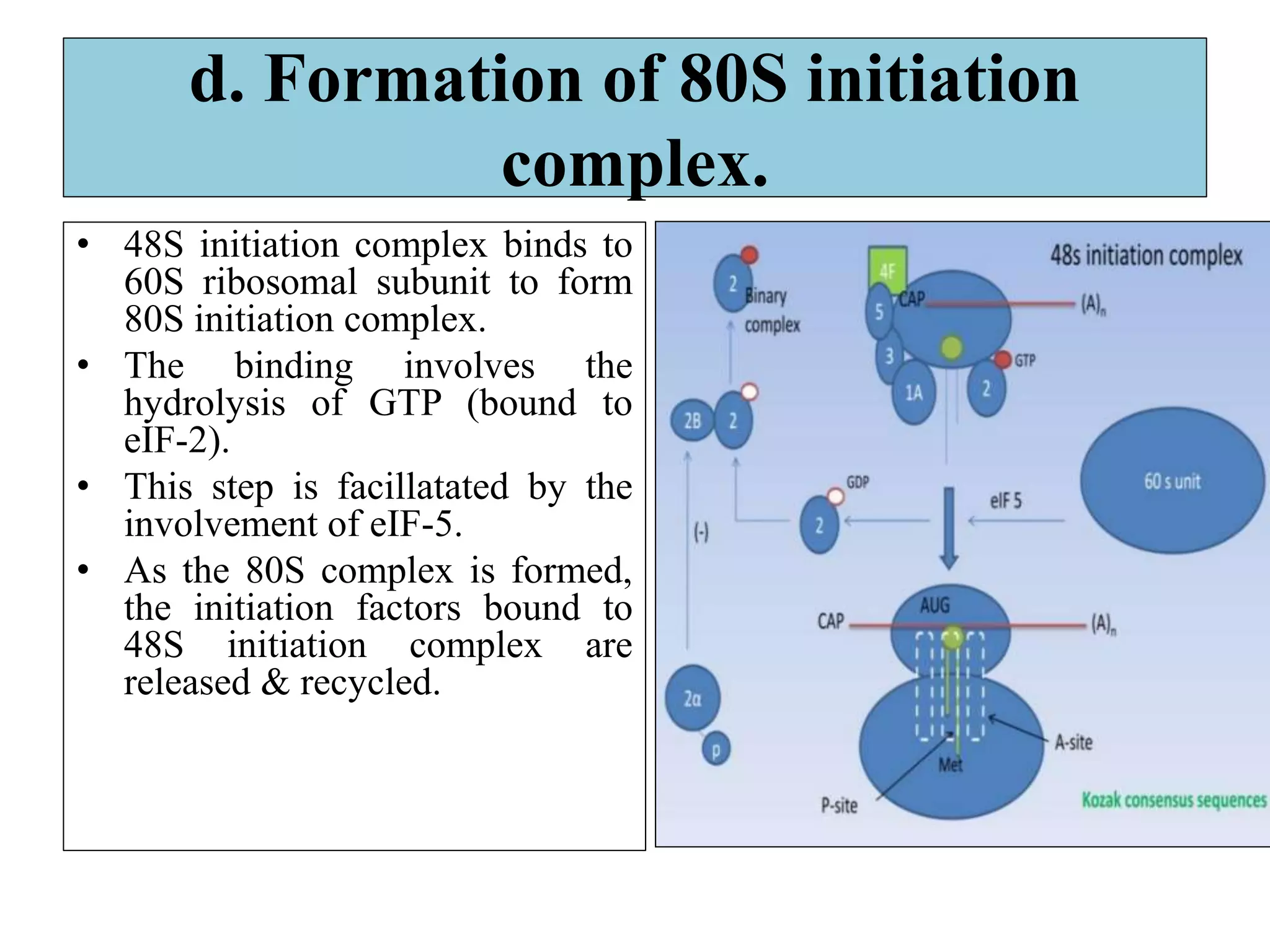 Eukaryotic Translation & it's Regulation.pptx