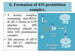 Eukaryotic Translation & it's Regulation.pptx