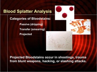 11 f forensic serology (student version) | PPT