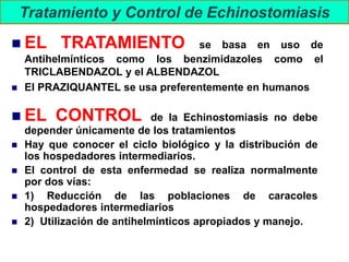 11 FLIA ECHINOSTOMATIDAE.pdf