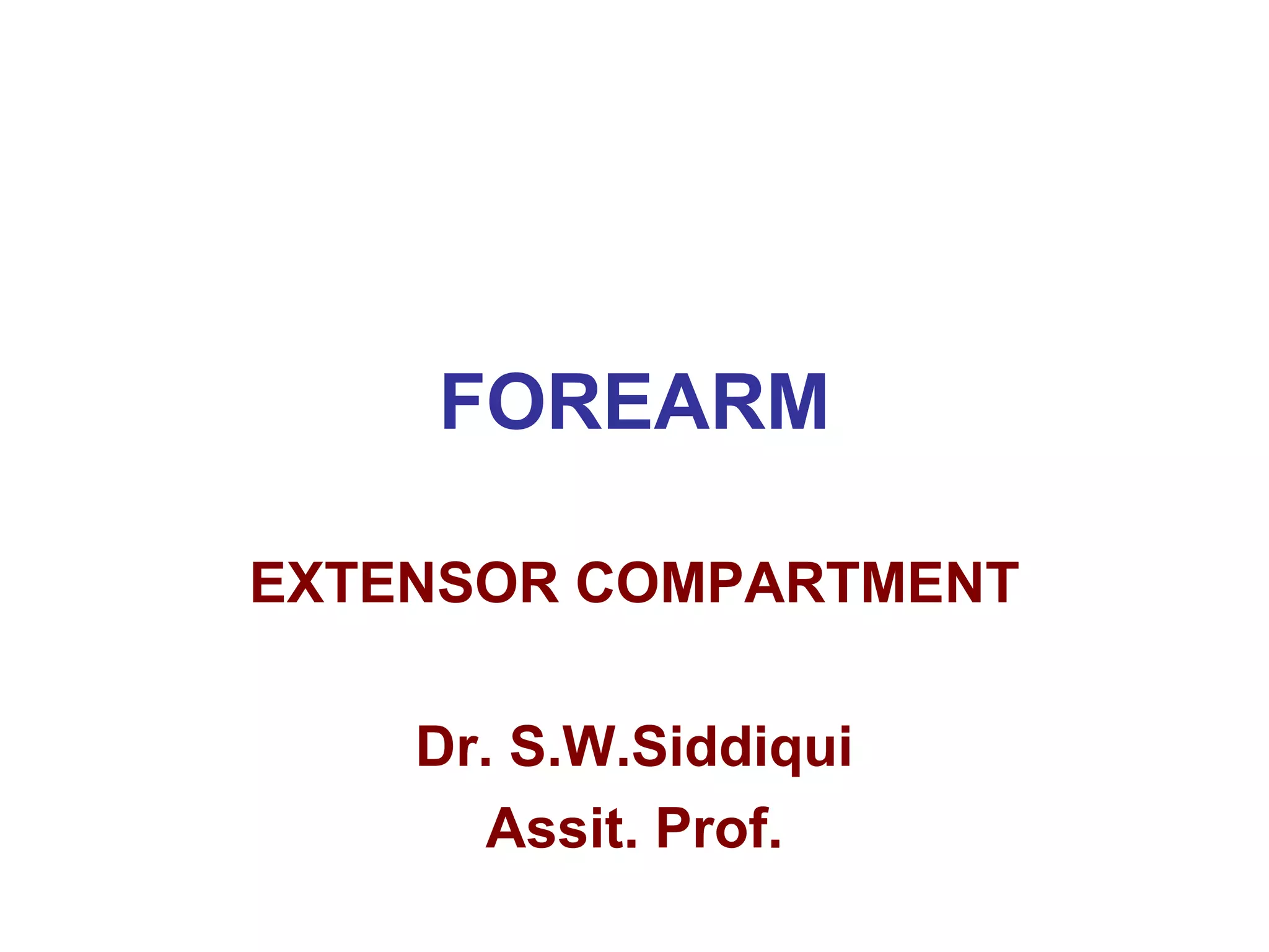 forearm extensor compartment | PPT