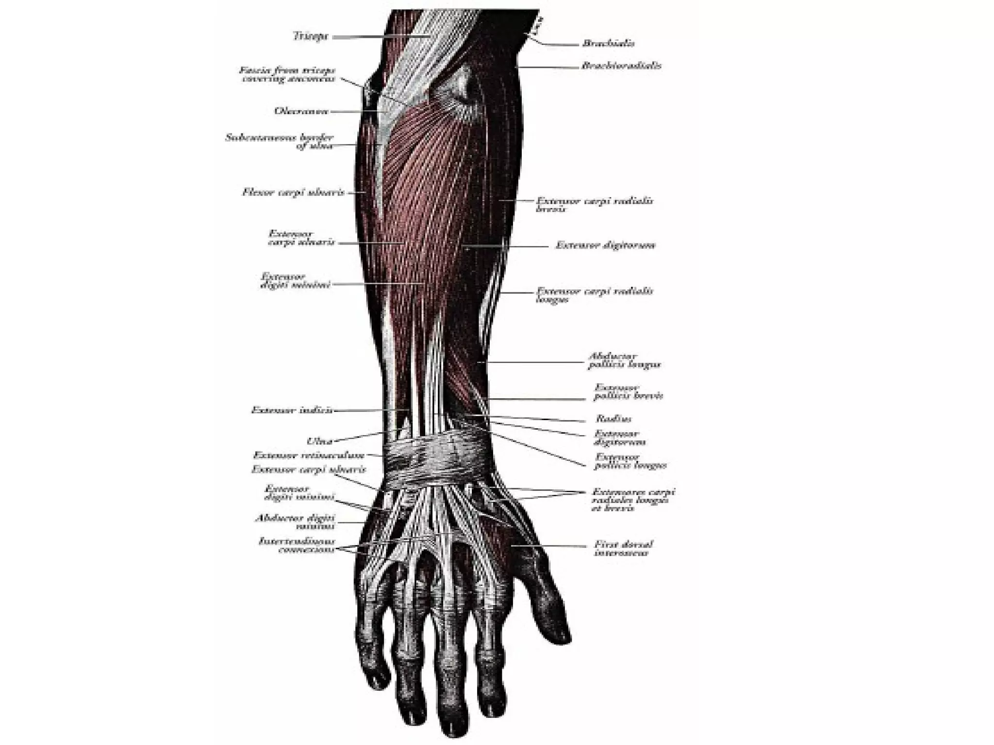 forearm extensor compartment | PPT