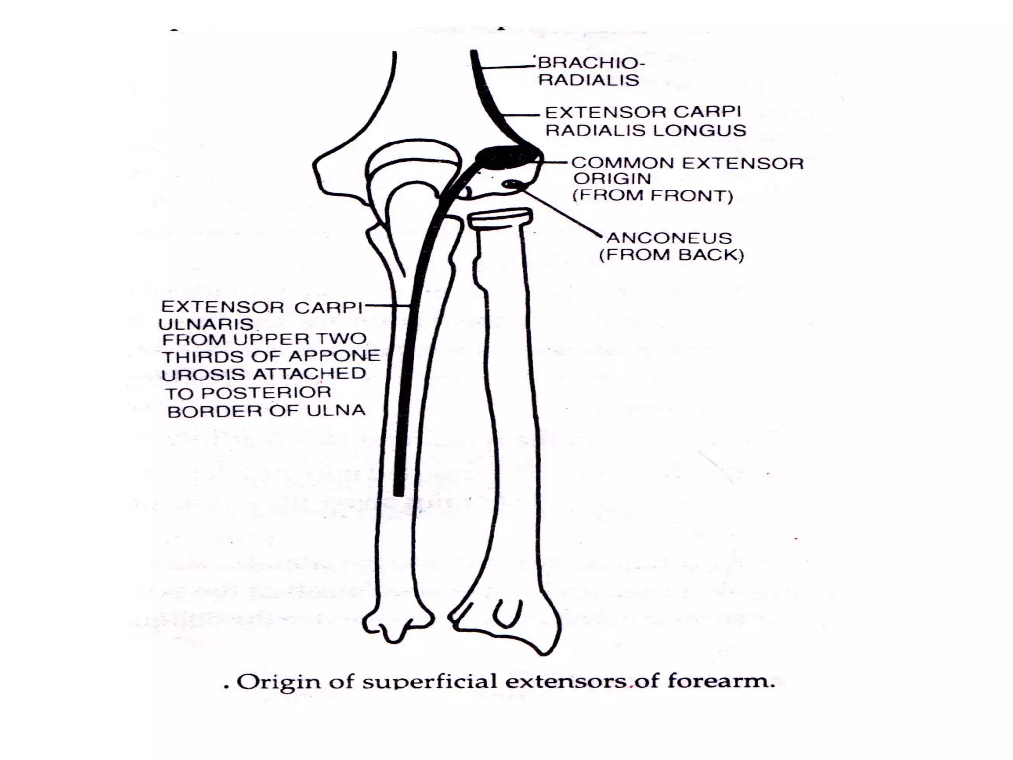 forearm extensor compartment | PPT