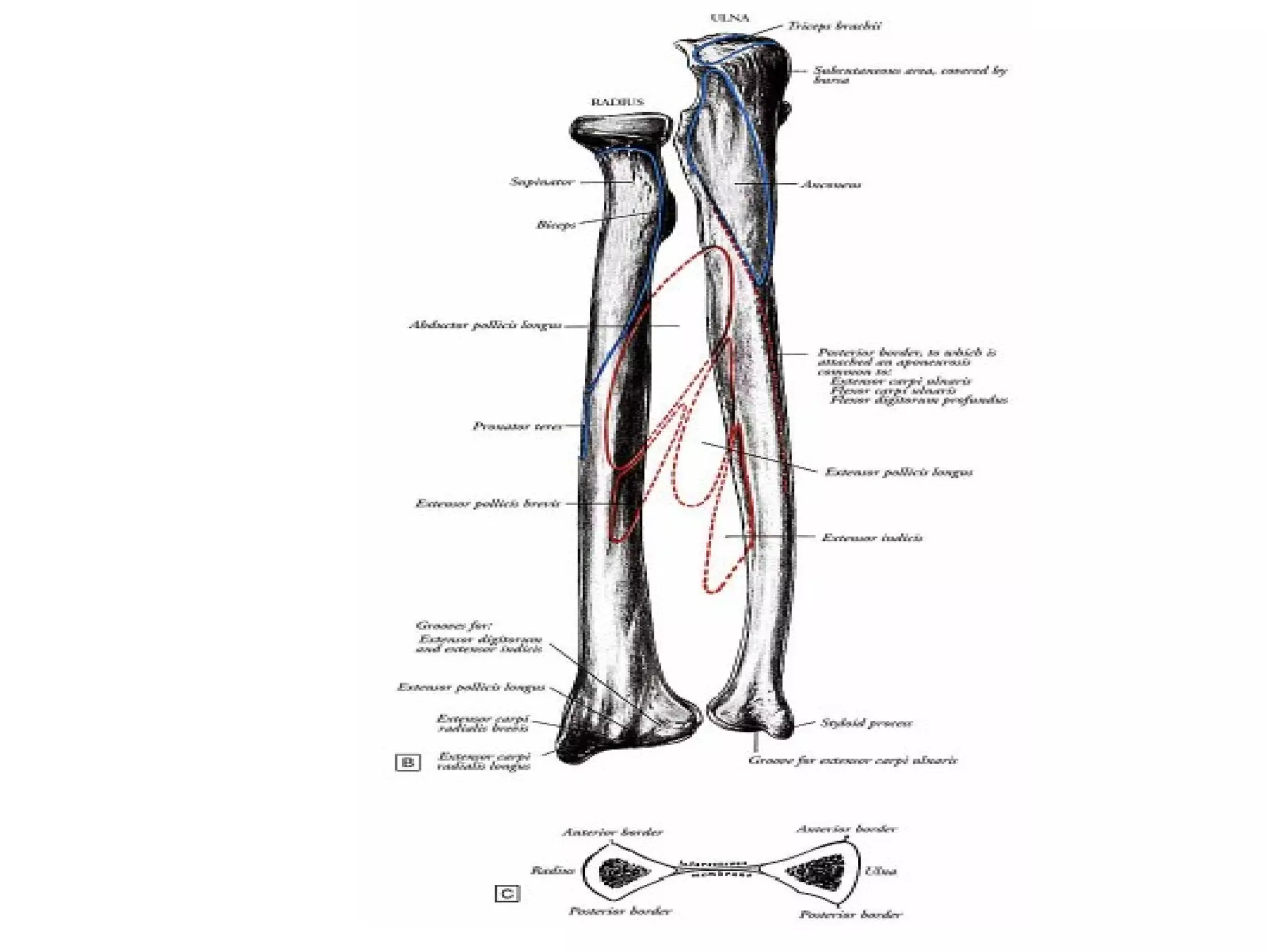 forearm extensor compartment | PPT