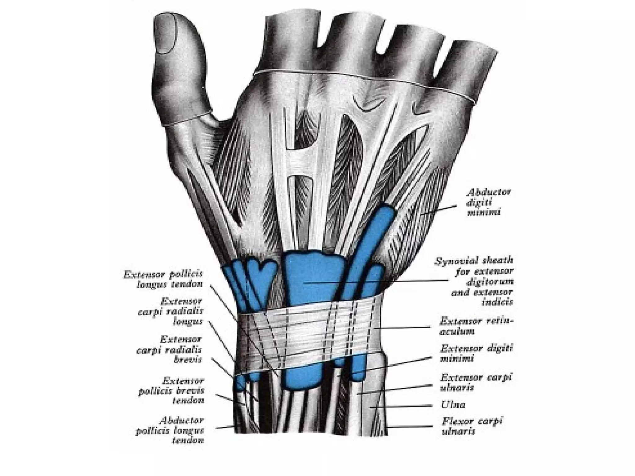 forearm extensor compartment | PPT