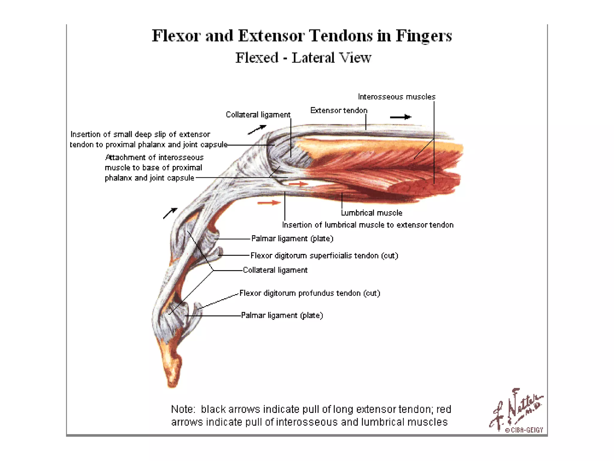 forearm extensor compartment | PPT