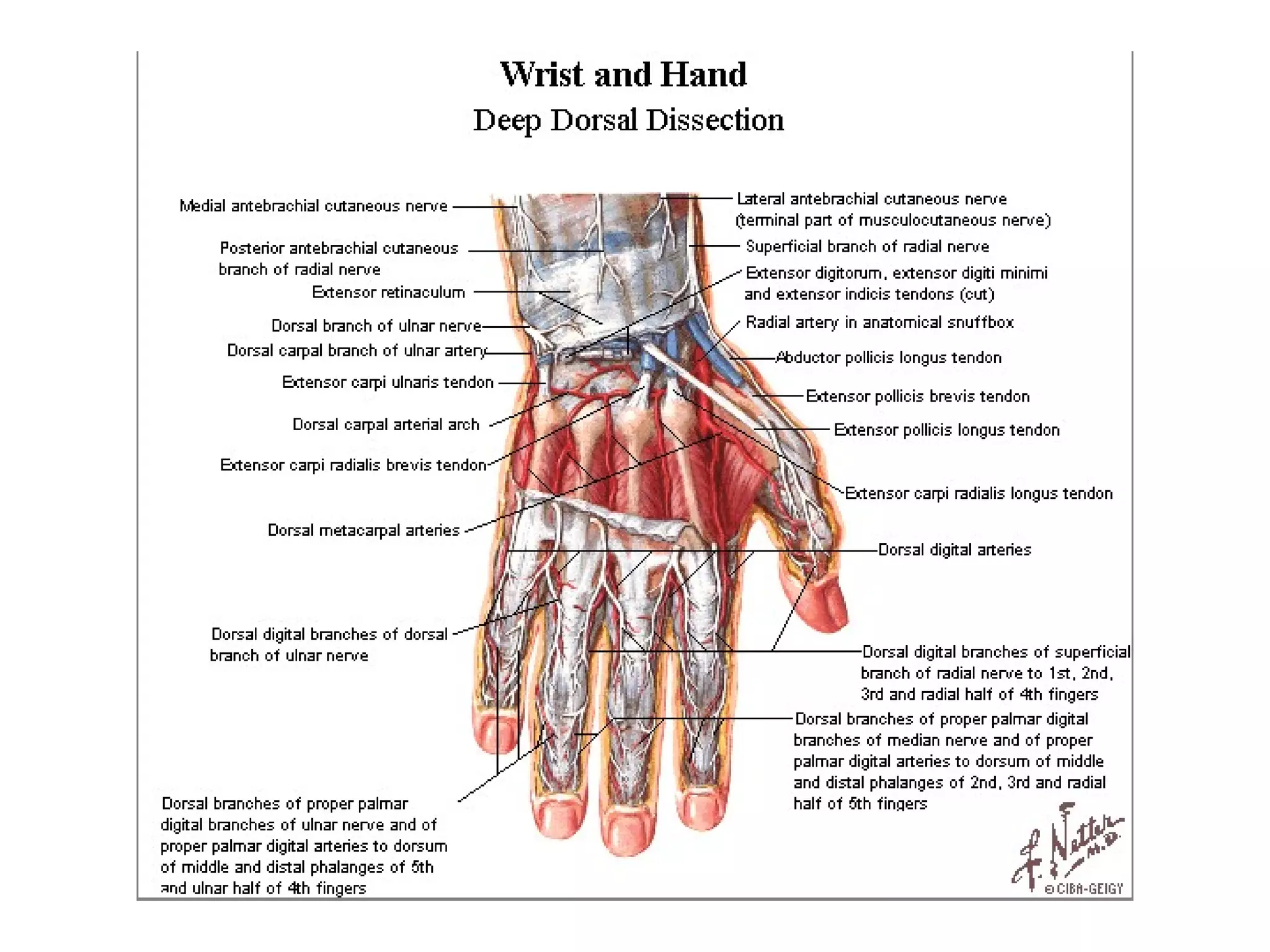 forearm extensor compartment | PPT