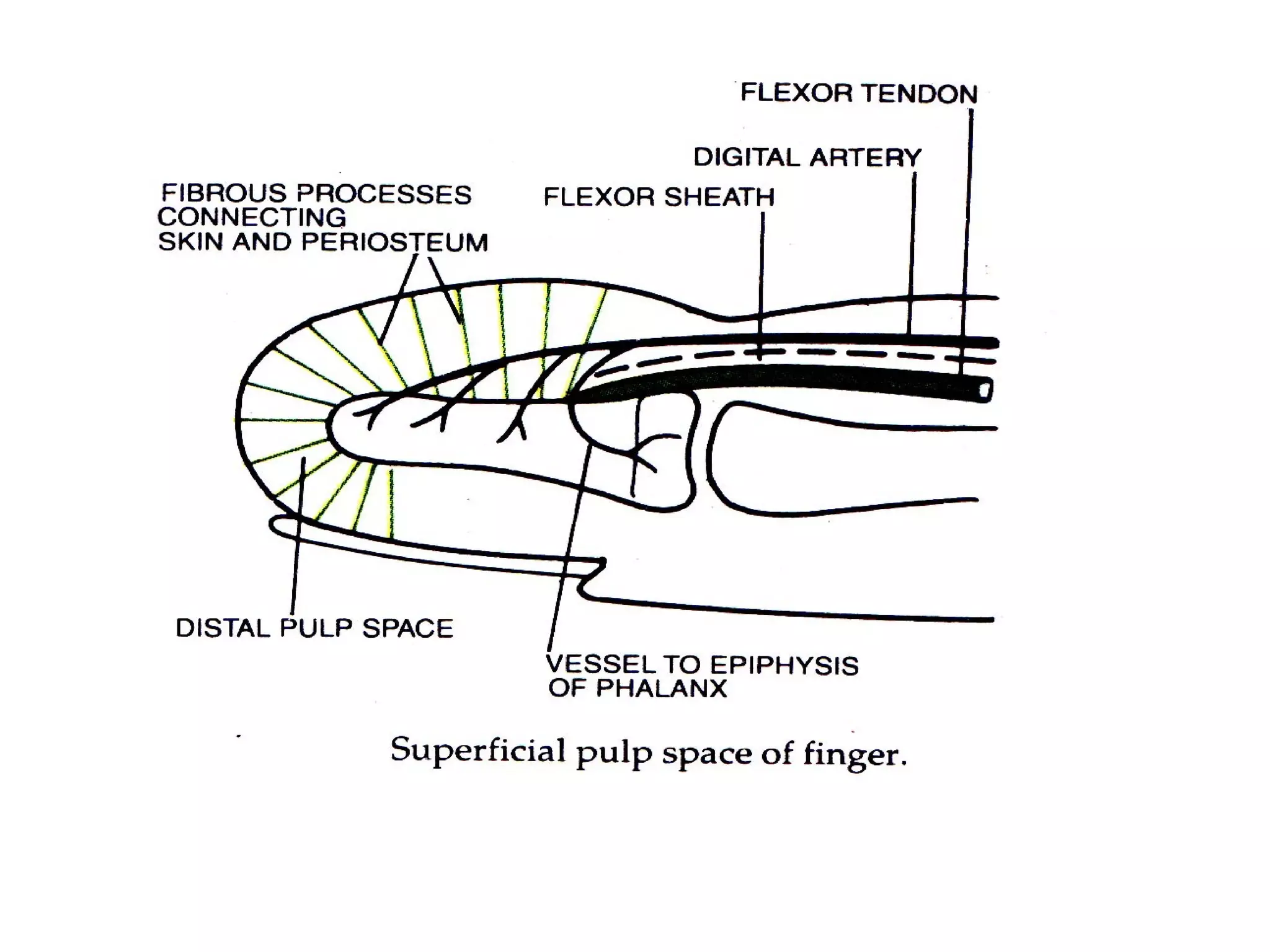 forearm extensor compartment | PPT