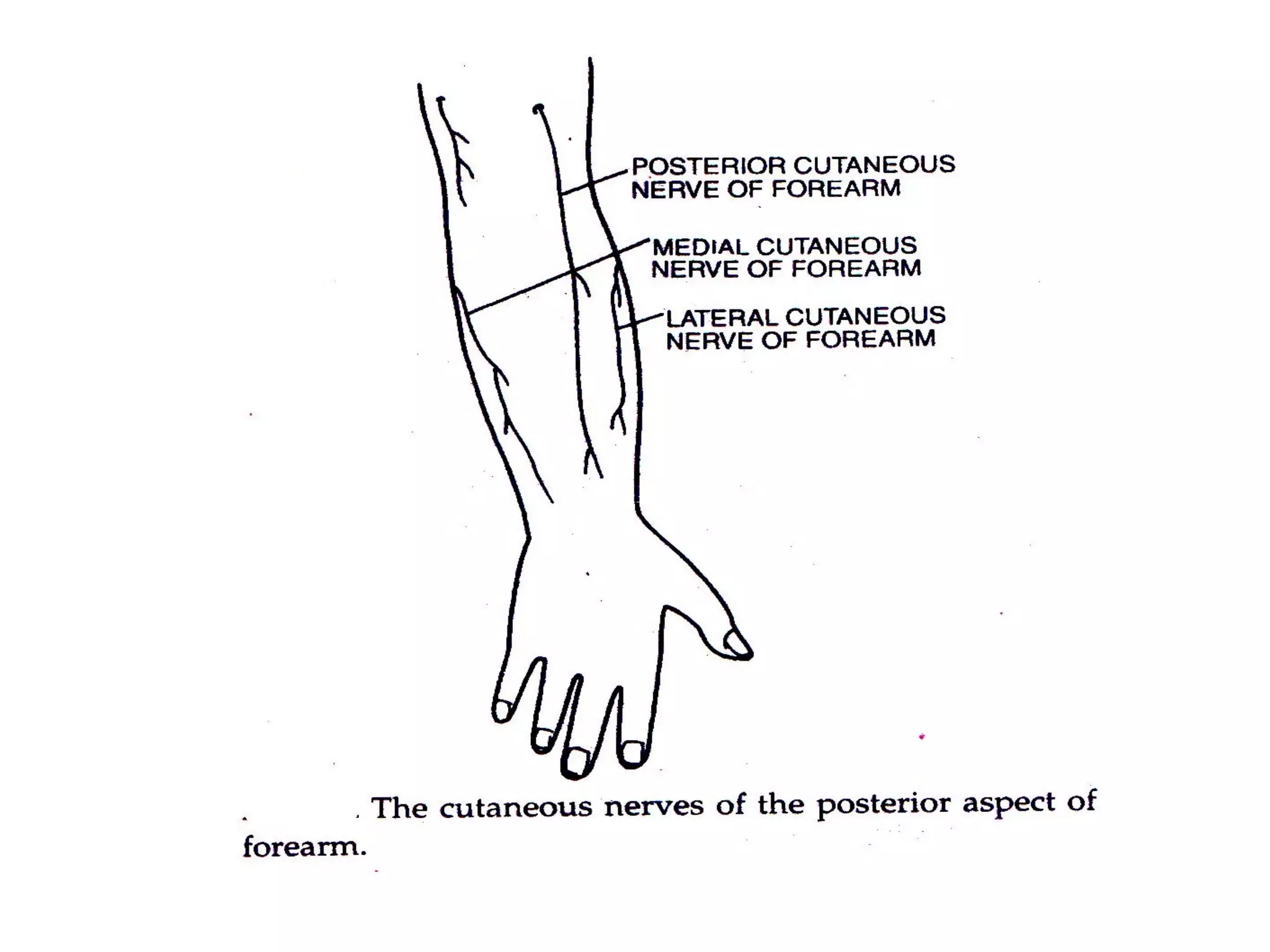 forearm extensor compartment | PPT