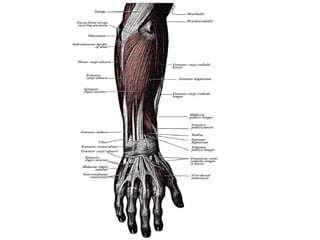 forearm extensor compartment | PPT