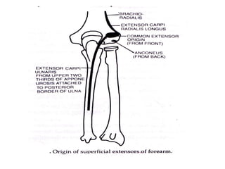 forearm extensor compartment | PPT
