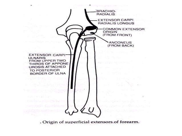 forearm extensor compartment | PPT
