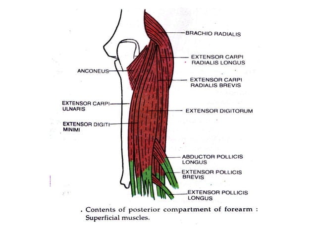 forearm extensor compartment | PPT