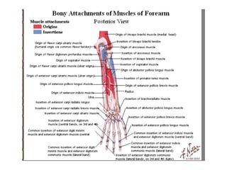 forearm extensor compartment | PPT