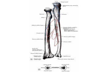 forearm extensor compartment | PPT