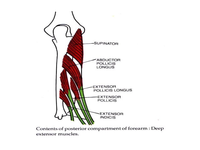 forearm extensor compartment | PPT