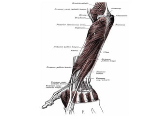 forearm extensor compartment | PPT
