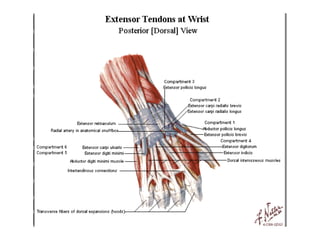 forearm extensor compartment | PPT