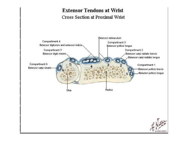 forearm extensor compartment | PPT