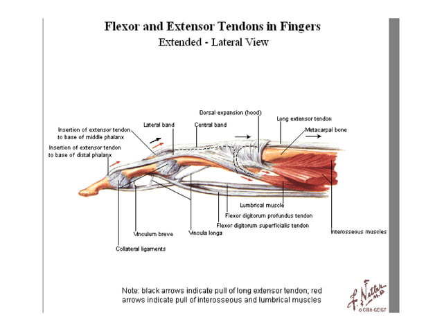 forearm extensor compartment | PPT