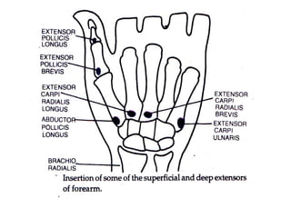forearm extensor compartment | PPT