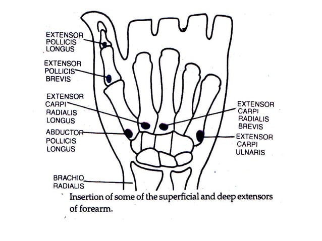 forearm extensor compartment | PPT