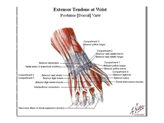 forearm extensor compartment | PPT