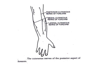 forearm extensor compartment | PPT