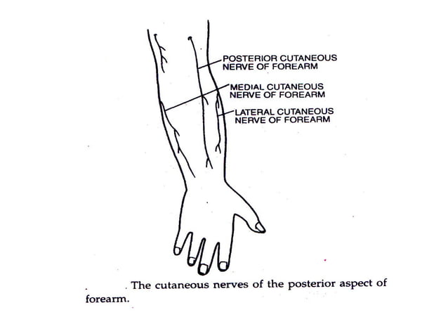 forearm extensor compartment | PPT