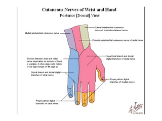 forearm extensor compartment | PPT