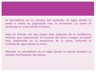 Formacion el huevo, estructura del huevo y formación del embrión | PPTX