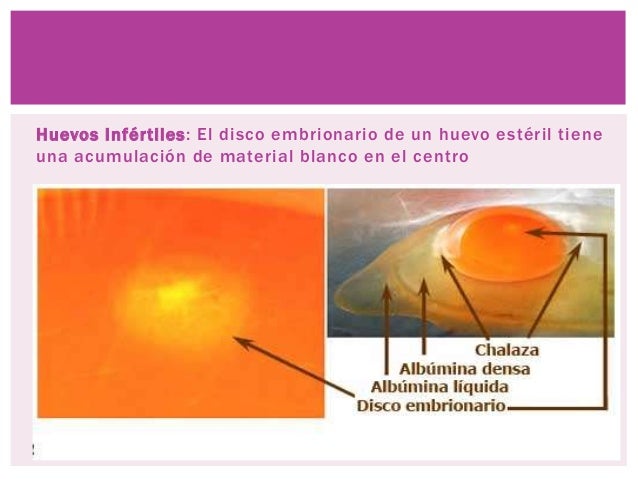Formacion el huevo, estructura del huevo y formación del embrión