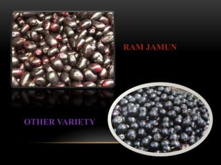 jamun ppt by Manas. | PPTX