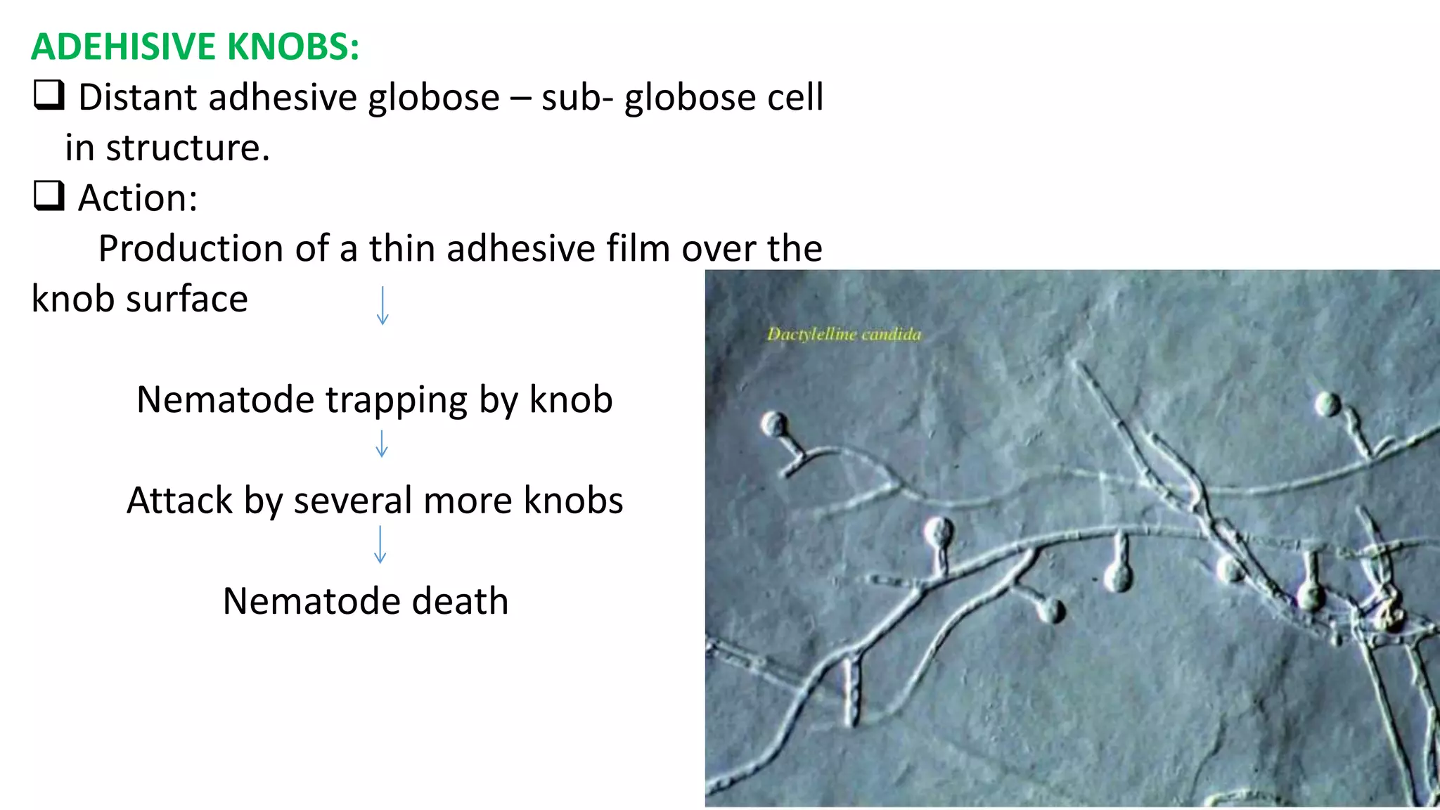 11fungalnematicides-220512174542-346a4519.pdf