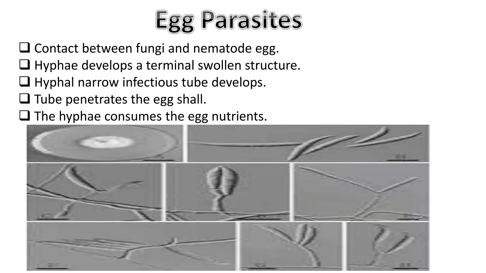 11fungalnematicides-220512174542-346a4519.pdf